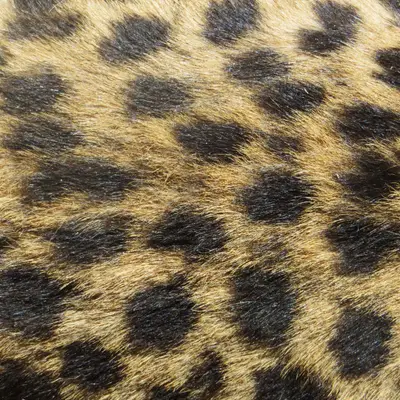 Animals Textures | ShareTextures