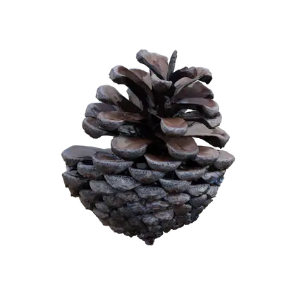 Pinecone 1 | Nature Models