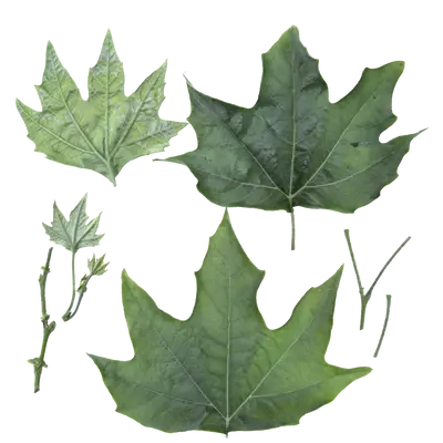 Platanus Occidentalis 1 | Foliage Atlases